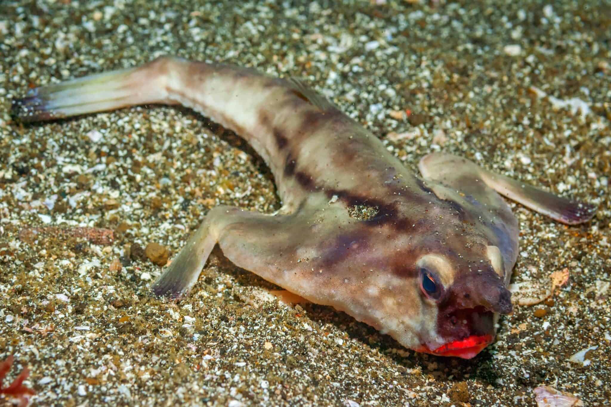 27 Most Popular Types of Fish With Legs