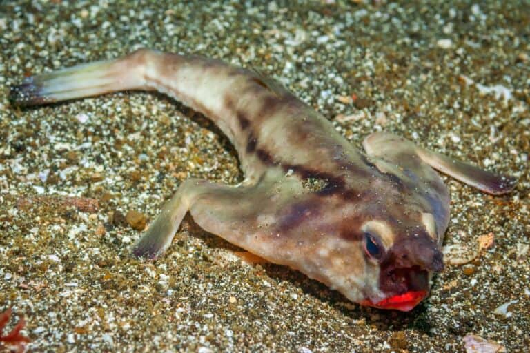 27 Most Popular Types of Fish With Legs