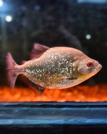 12 Types of Piranhas for Your Aquarium