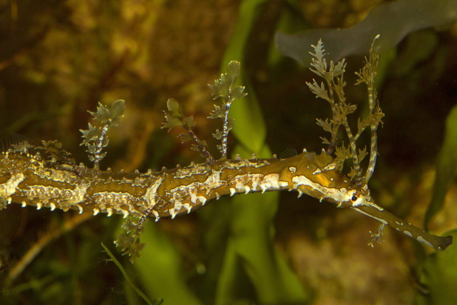 27 Most Popular Types of Fish With Legs