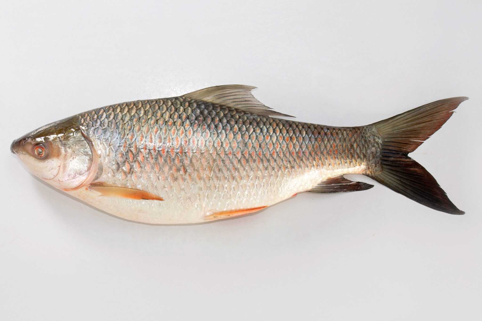 24 Most Popular Types of Carp