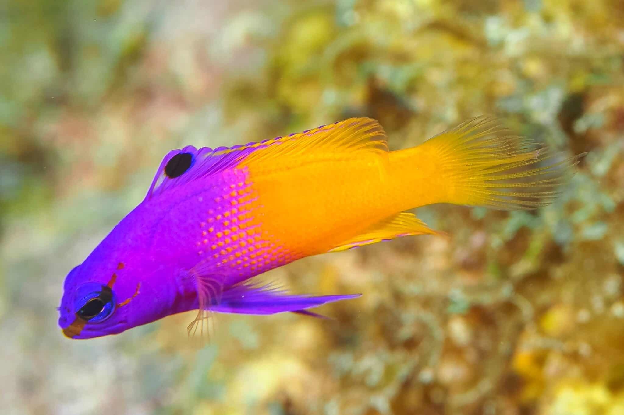 17 Types of Fish From Finding Nemo