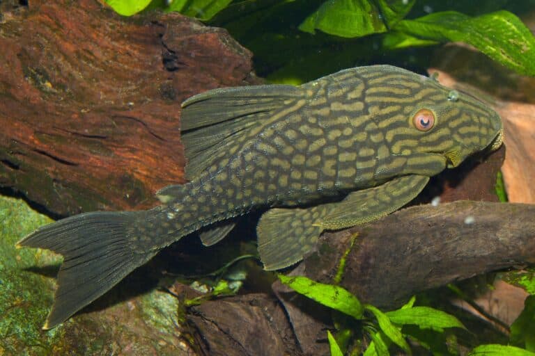 15 Types of Sucker Fish for Your Aquarium