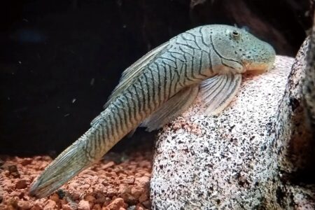 15 Types of Sucker Fish for Your Aquarium