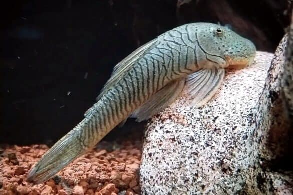 15 Types of Sucker Fish for Your Aquarium