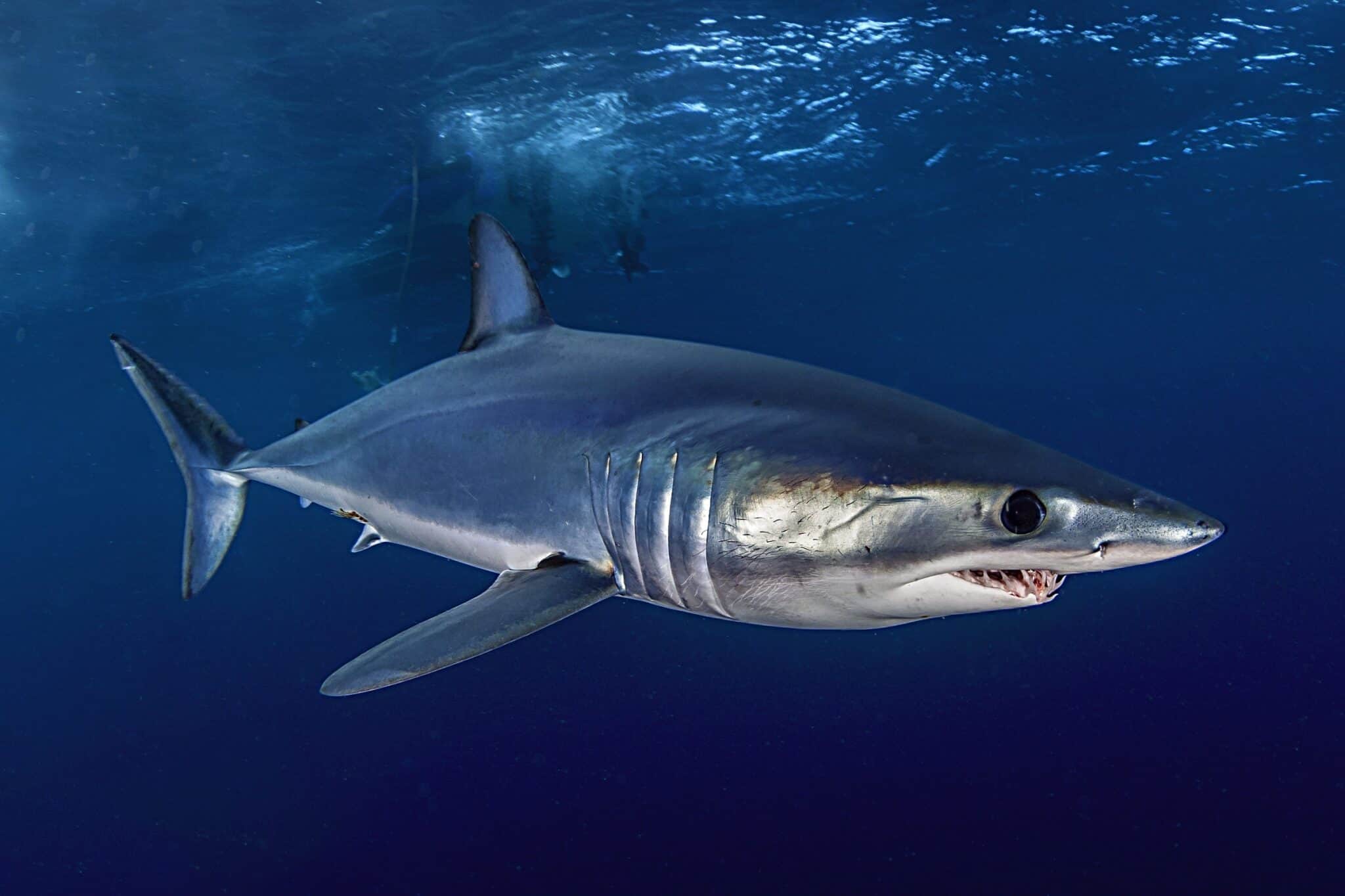 17 Types of Fish From Finding Nemo