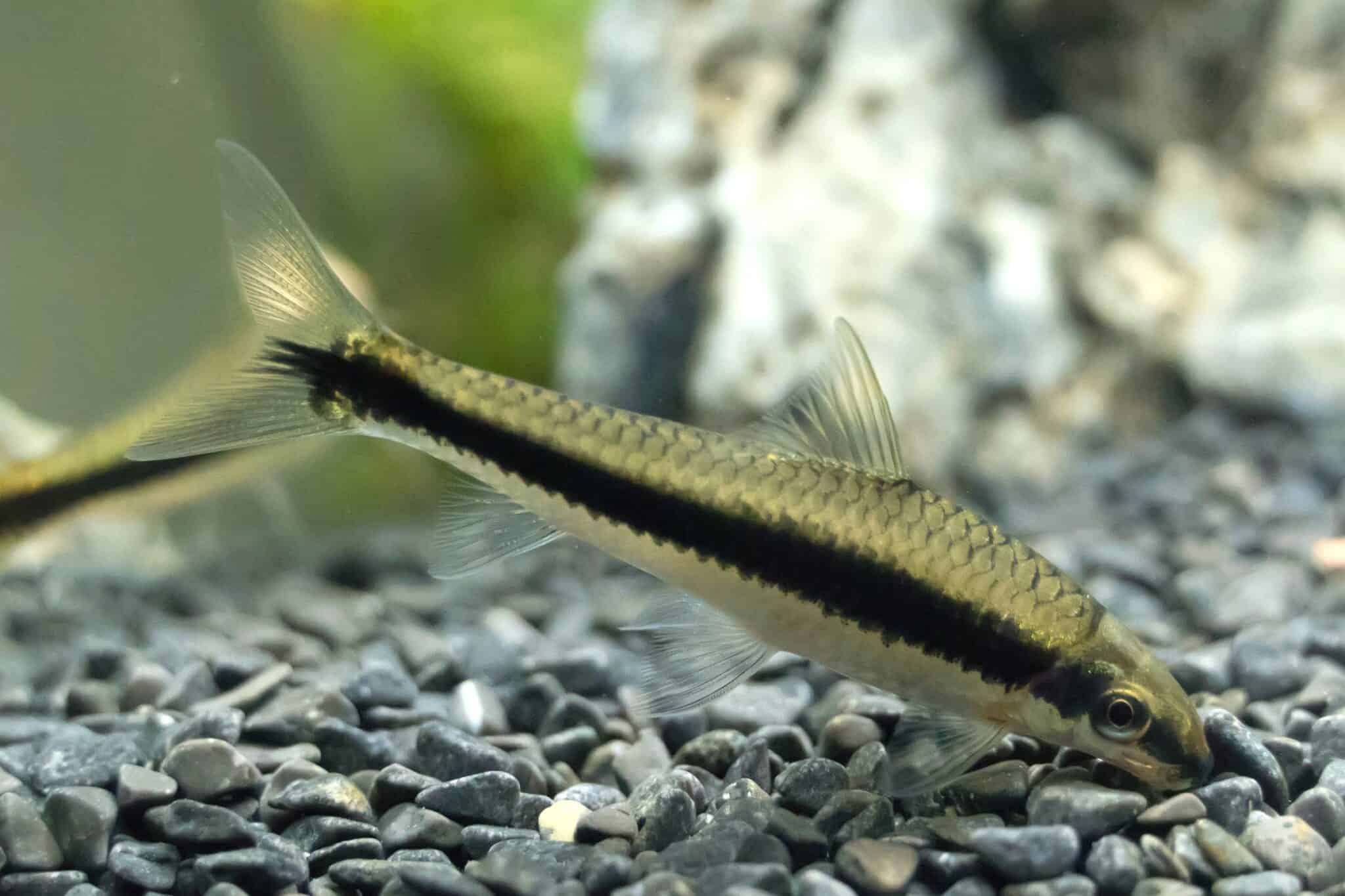 15 Types of Sucker Fish for Your Aquarium