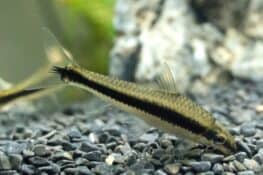 15 Types of Sucker Fish for Your Aquarium