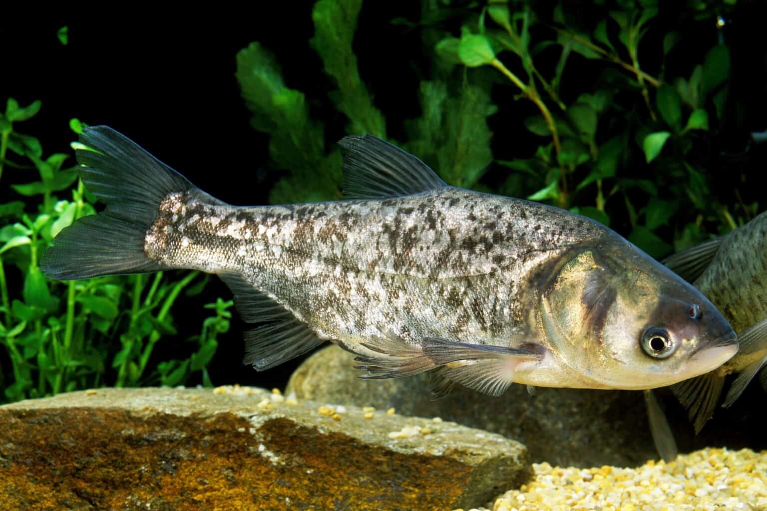 24 Most Popular Types of Carp