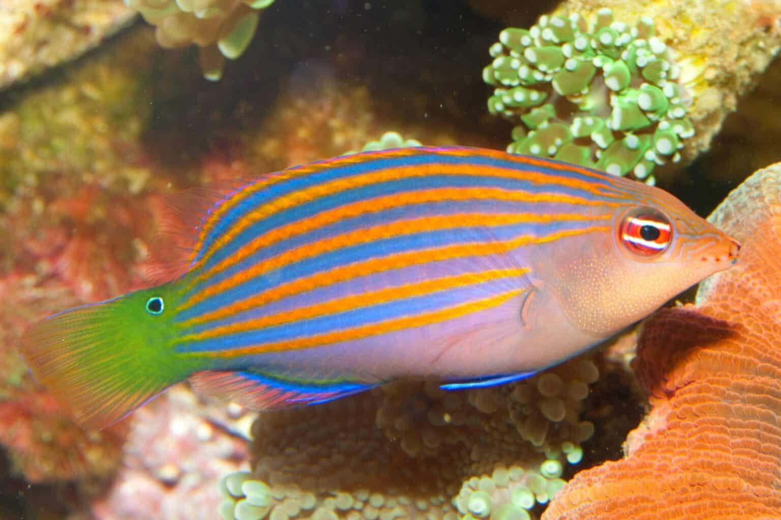 41 Most Popular Types of Saltwater Fish