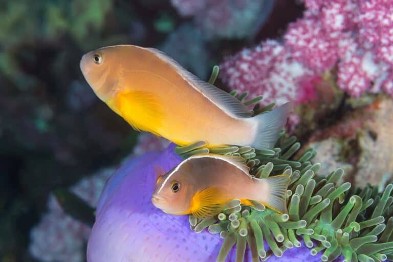 Where Do Clownfish Live? - Clownfish Habitat & Facts