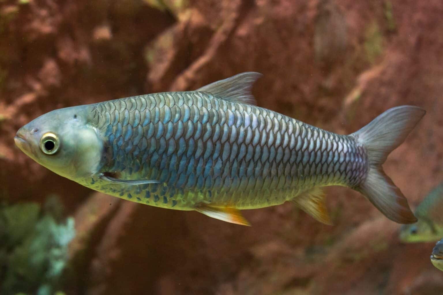 24 Most Popular Types of Carp