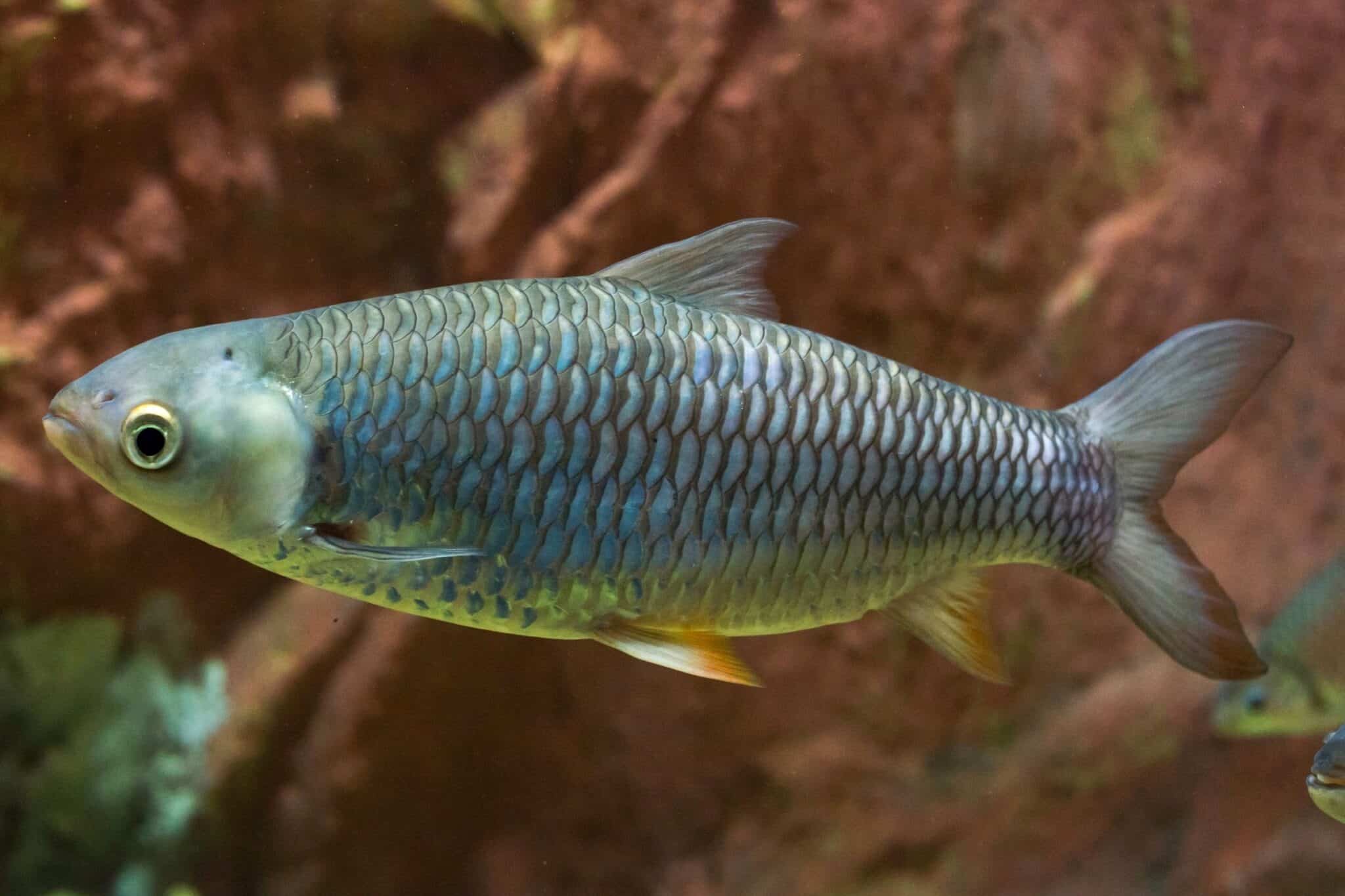 24 Most Popular Types of Carp