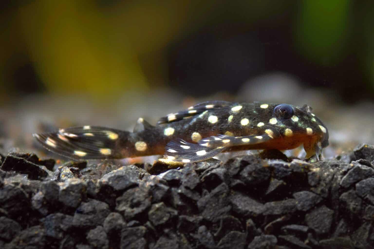 15 Types of Sucker Fish for Your Aquarium