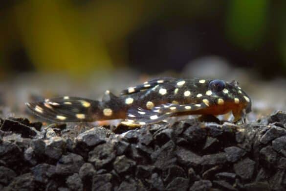 15 Types of Sucker Fish for Your Aquarium