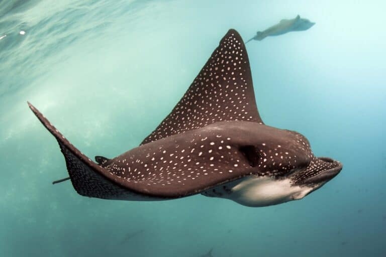 17 Types of Fish From Finding Nemo