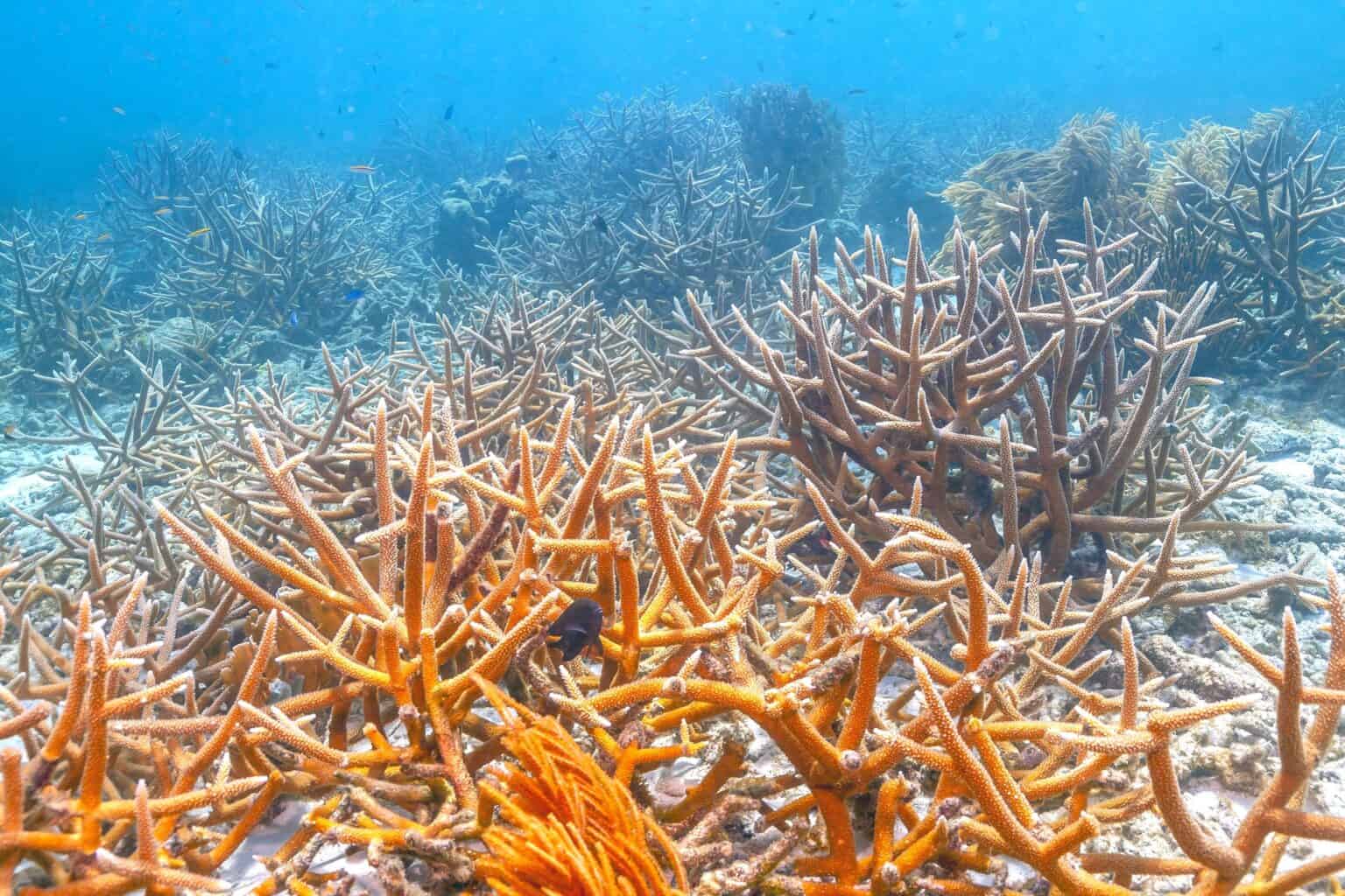25 Different Types of Coral Species