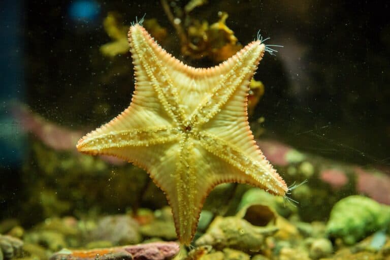 Can You Eat Starfish? - What Does It Taste Like?