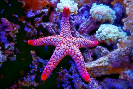 Can You Eat Starfish? - What Does It Taste Like?