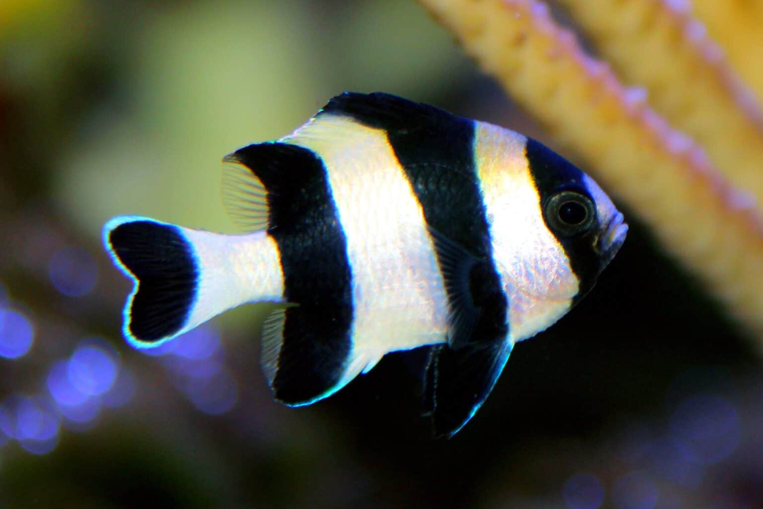 17 Types of Fish From Finding Nemo