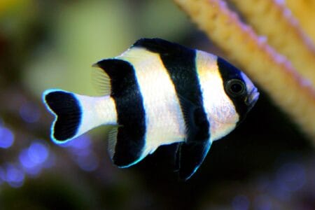 17 Types of Fish From Finding Nemo