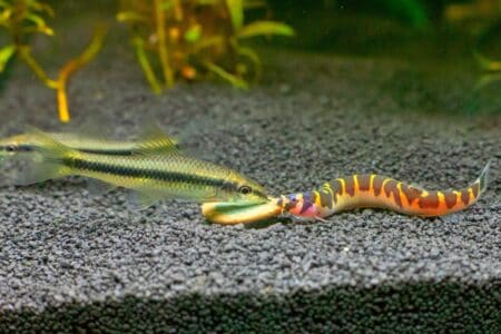 15 Types of Sucker Fish for Your Aquarium