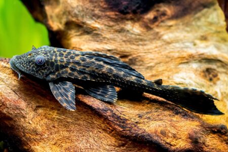 15 Types of Sucker Fish for Your Aquarium