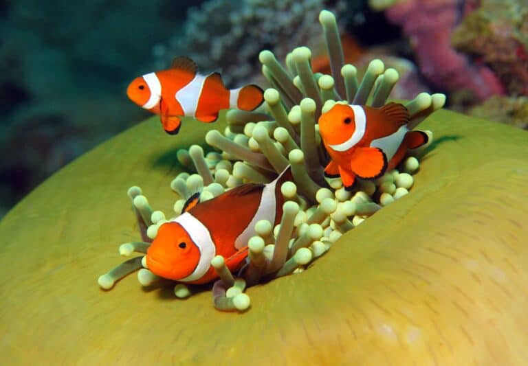 Where Do Clownfish Live? - Clownfish Habitat & Facts