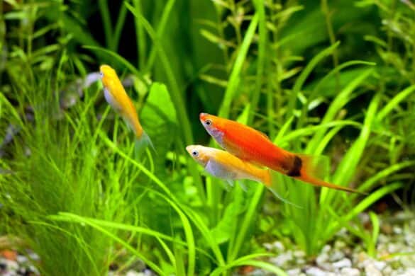 Lyretail Molly: Species Profile, Care Guide & Pictures