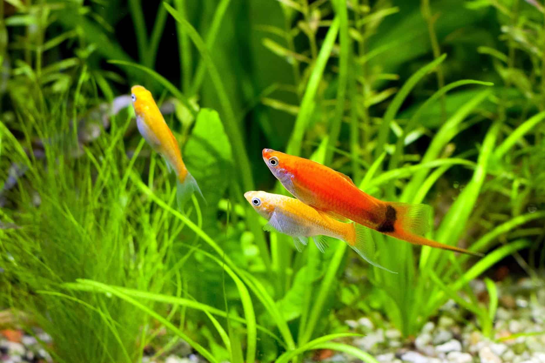 Lyretail Molly: Species Profile, Care Guide & Pictures