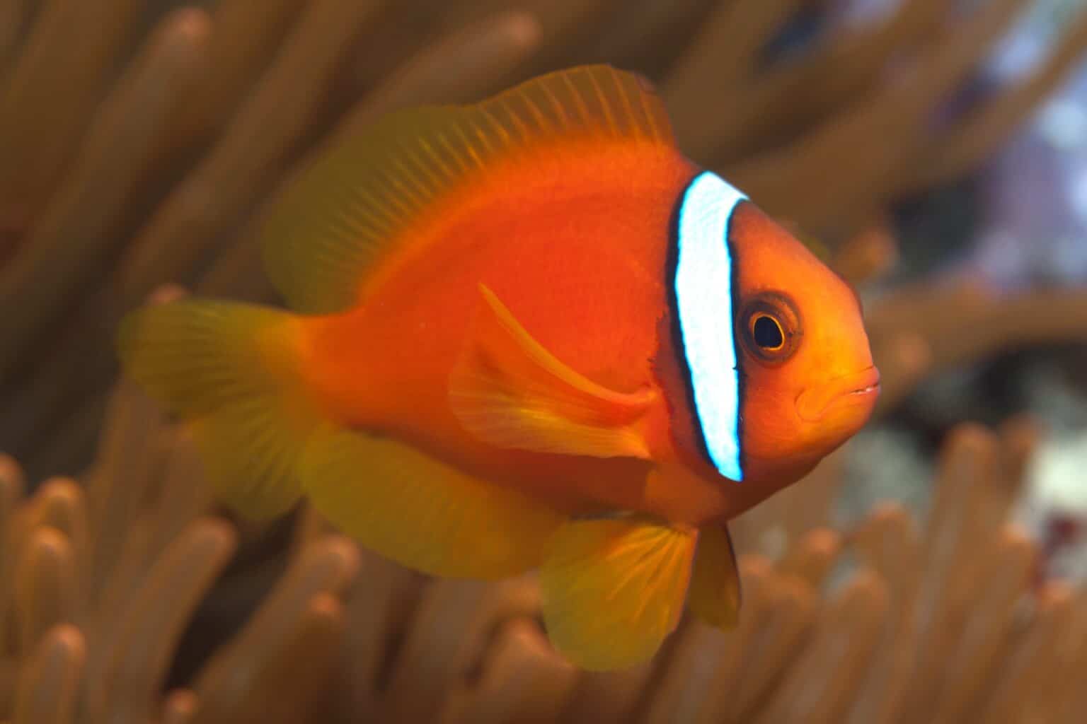 Where Do Clownfish Live? - Clownfish Habitat & Facts