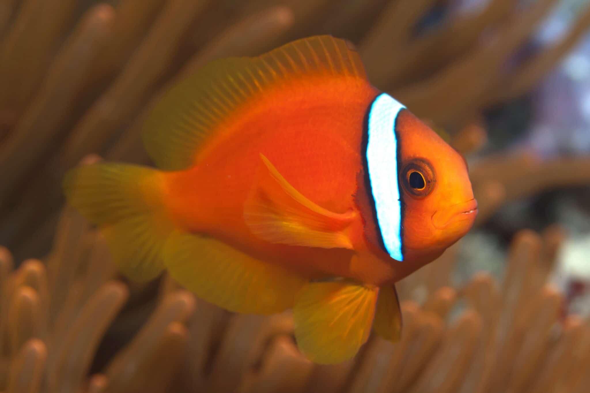 Where Do Clownfish Live? - Clownfish Habitat & Facts