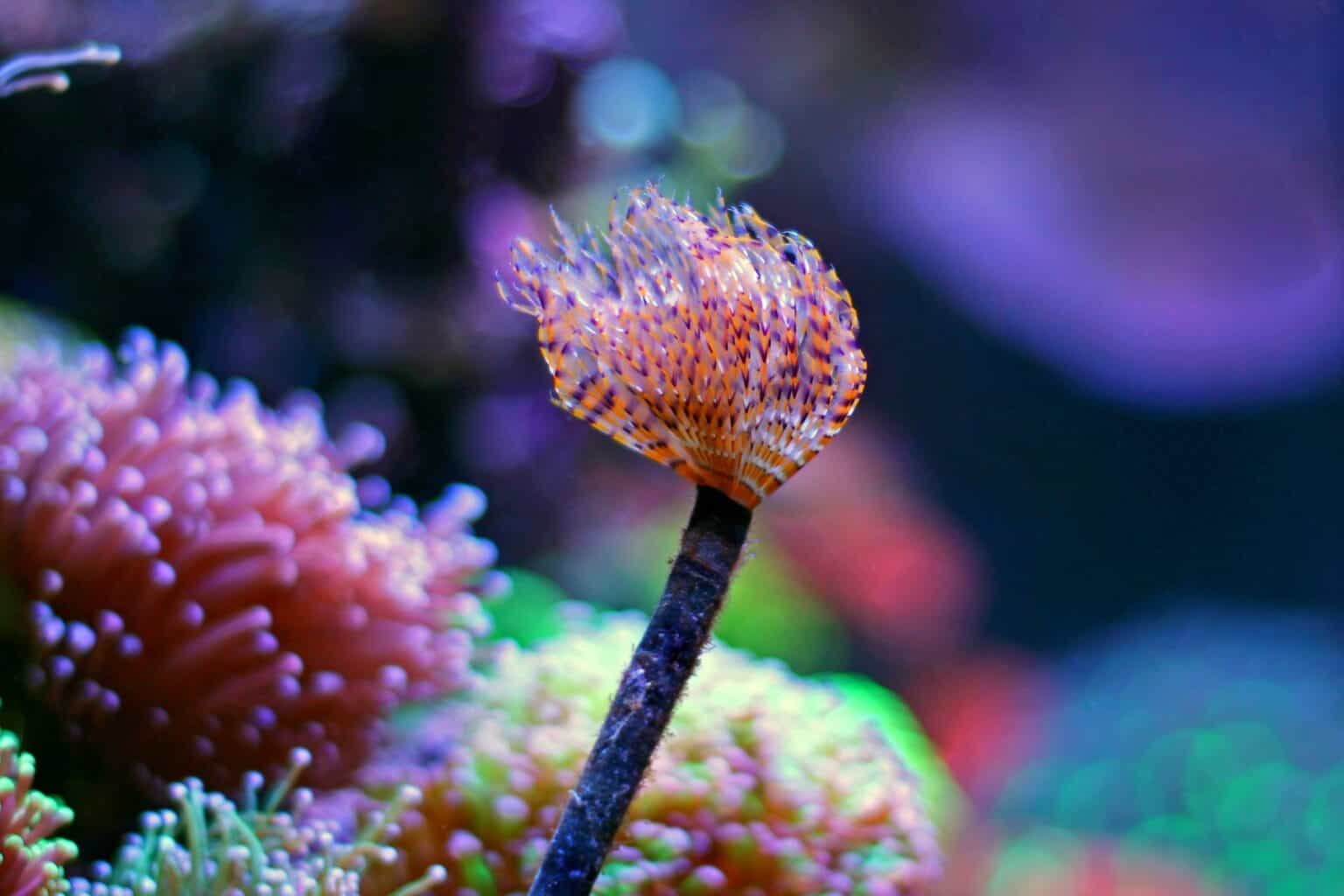 What Are Vermetid Snails? (Control & Removal Guide)