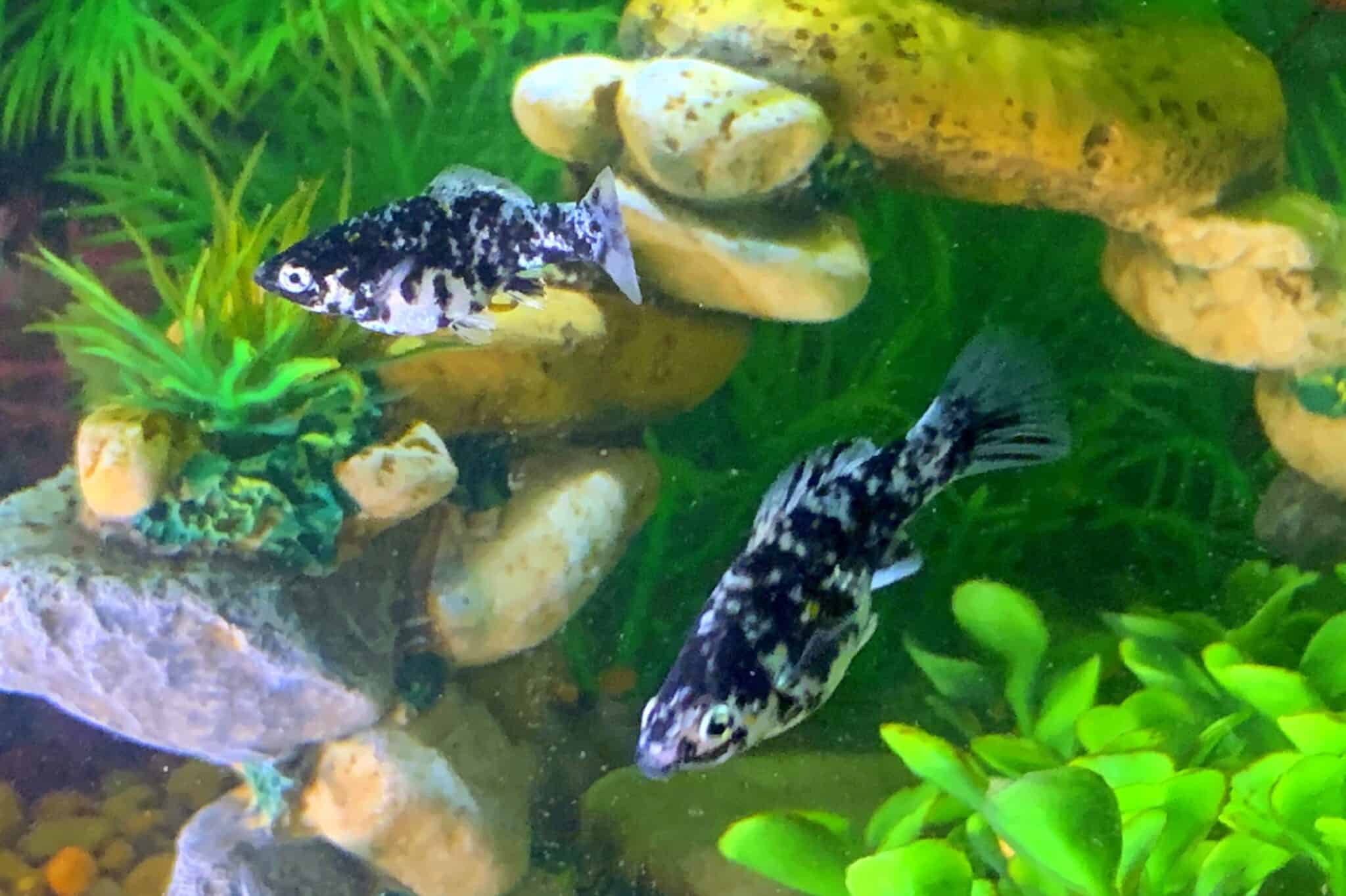 Dalmatian Molly: Species Profile, Facts & Pictures