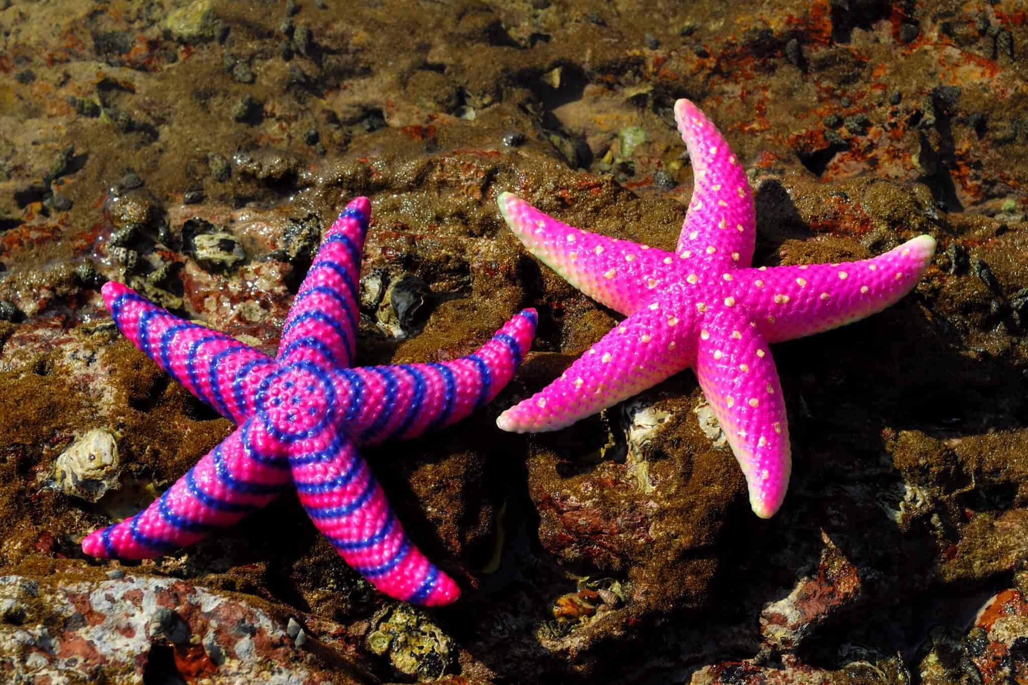 Can You Eat Starfish? - What Does It Taste Like?