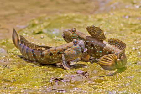 27 Most Popular Types of Fish With Legs