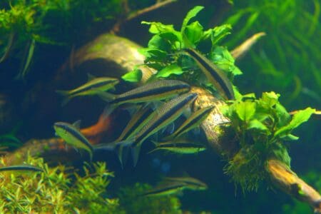 15 Types of Sucker Fish for Your Aquarium