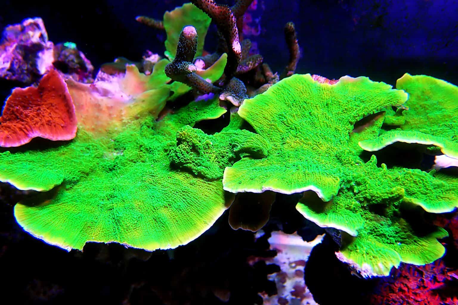 25 Different Types of Coral Species
