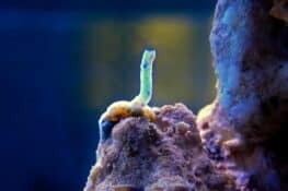 What Are Vermetid Snails? (Control & Removal Guide)