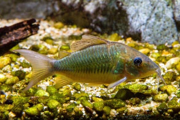 Emerald Cory Catfish: Species Profile, Facts & Pictures
