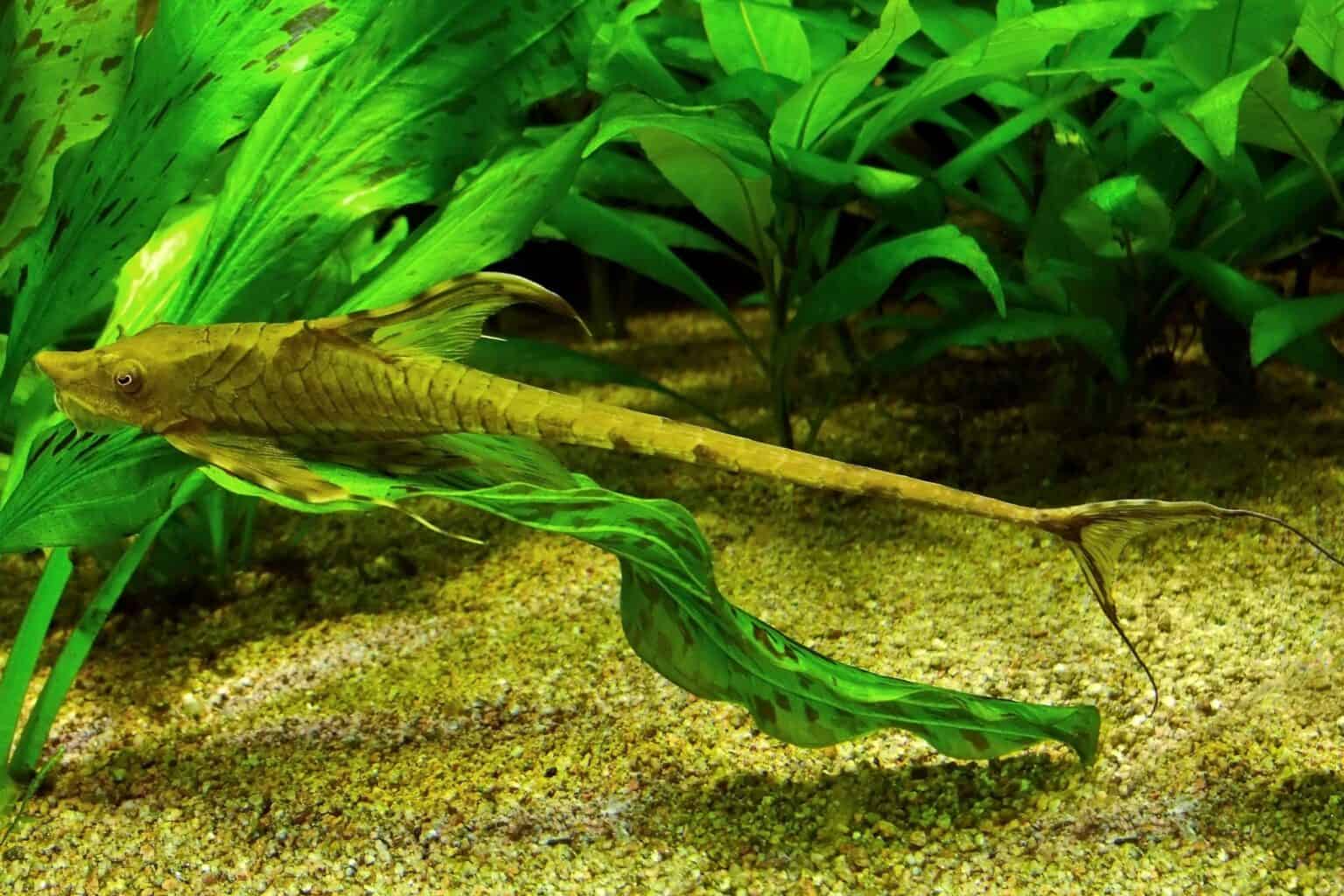15 Types of Sucker Fish for Your Aquarium