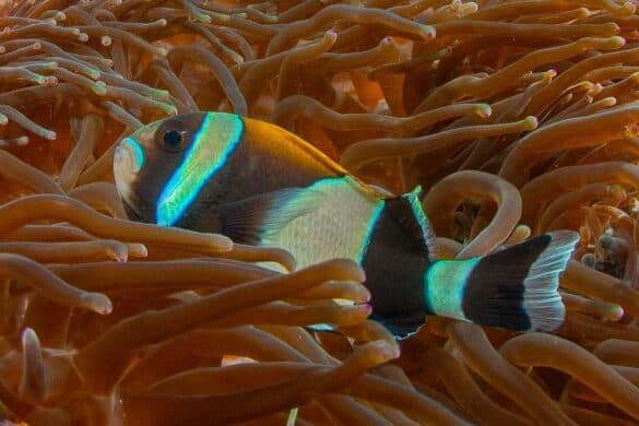 Where Do Clownfish Live? - Clownfish Habitat & Facts