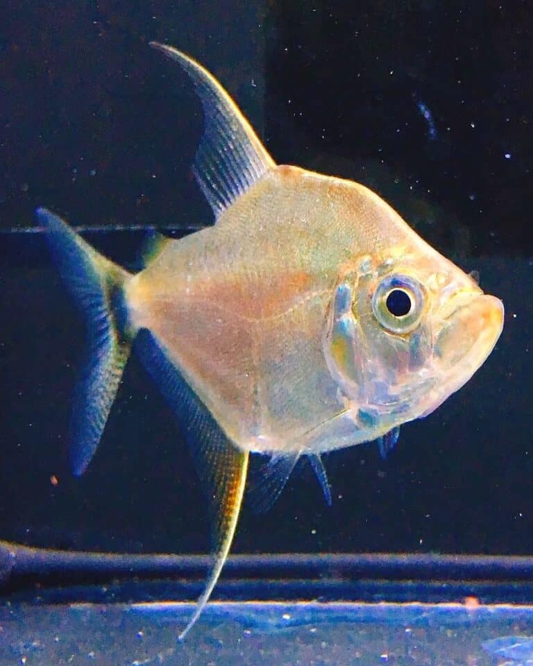 12 Types of Piranhas for Your Aquarium