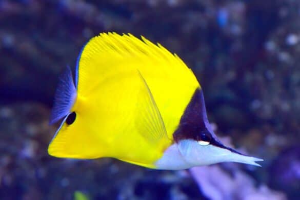 17 Types of Fish From Finding Nemo