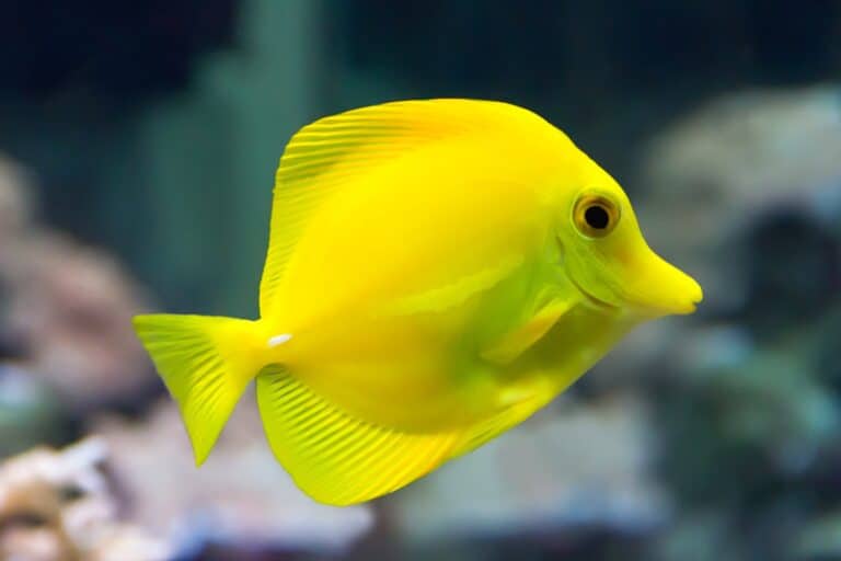 17 Types of Fish From Finding Nemo