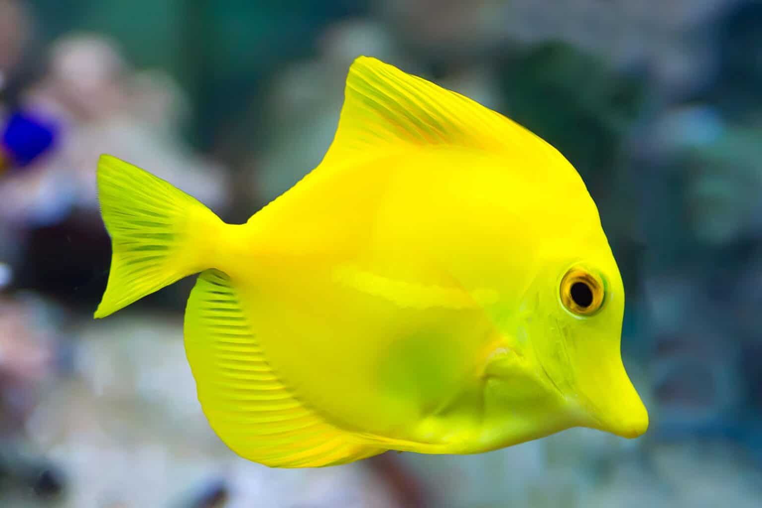 41 Most Popular Types of Saltwater Fish