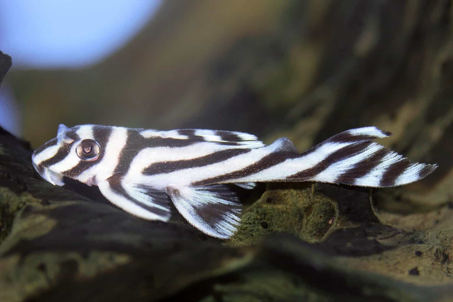 15 Types of Sucker Fish for Your Aquarium