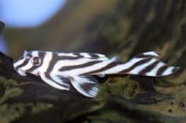 15 Types of Sucker Fish for Your Aquarium