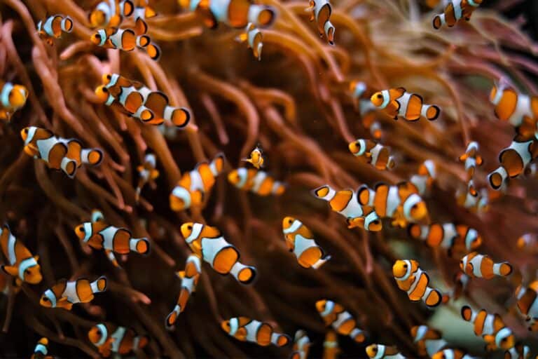 Clownfish Eggs: Complete Guide to Breeding Clownfish