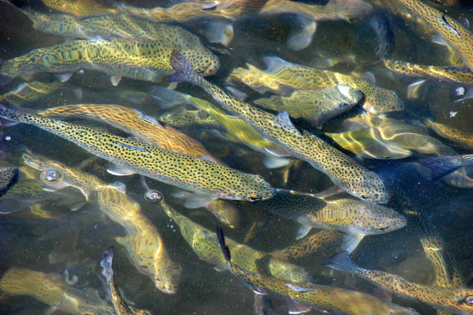 What Do Trout Eat? (A Complete Guide to Trout Diet)